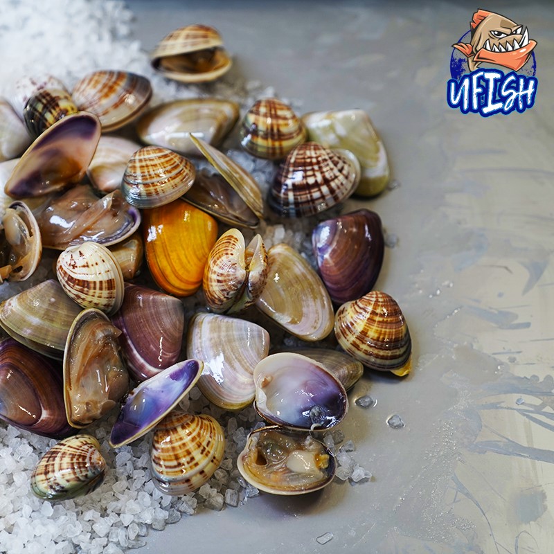 PIPIS - U Fish Brined Baits