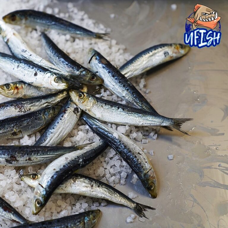 WHOLE PILCHARDS - U Fish Brined Baits